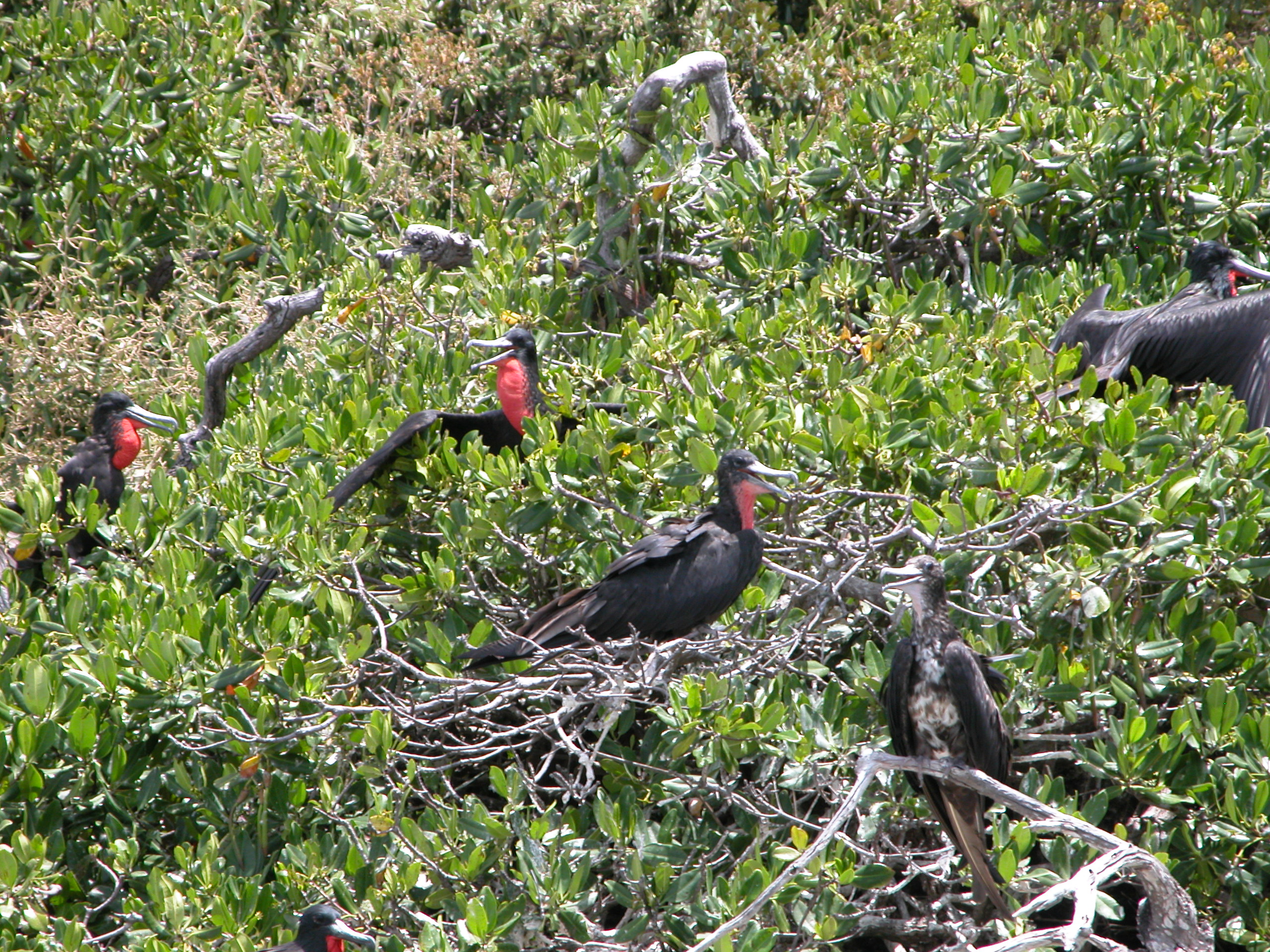 Birds | 1000 Awesome Things About Curaçao