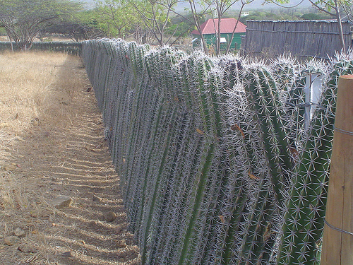 829. Curaçao’s Confusing Cacti | 1000 Awesome Things About Curaçao