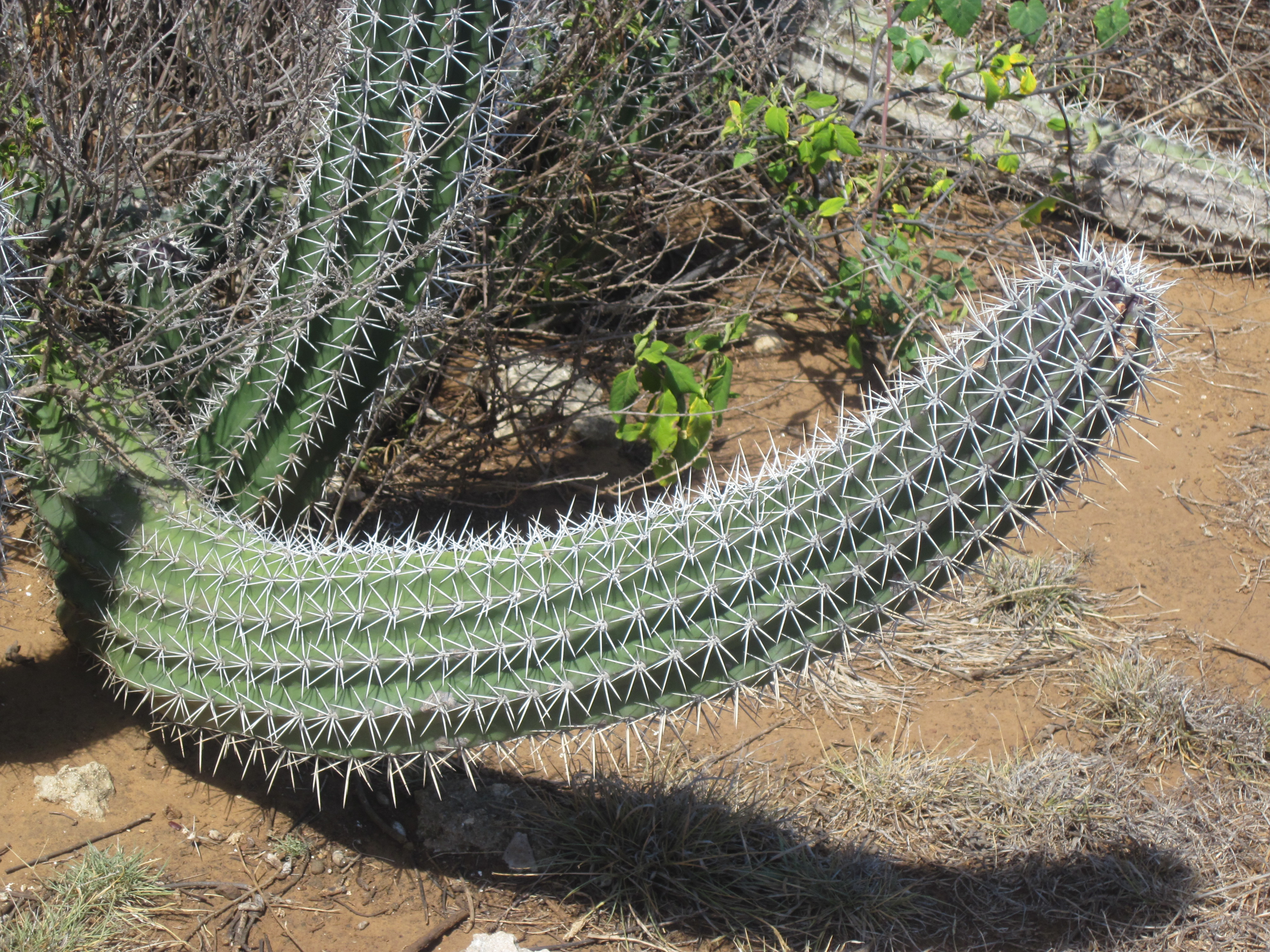 829. Curaçao’s Confusing Cacti | 1000 Awesome Things About Curaçao