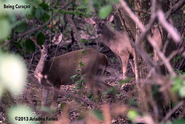 643. Curaçao’s Drought-Resistant Deer | 1000 Awesome Things About Curaçao
