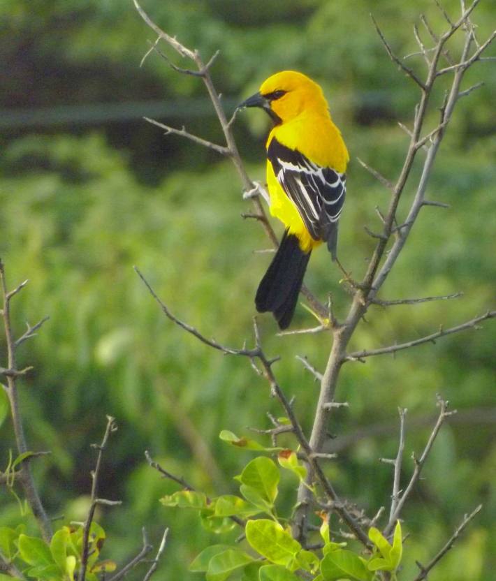 639. Ode to Papiamentu by Philip A. Rademaker | 1000 Awesome Things ...