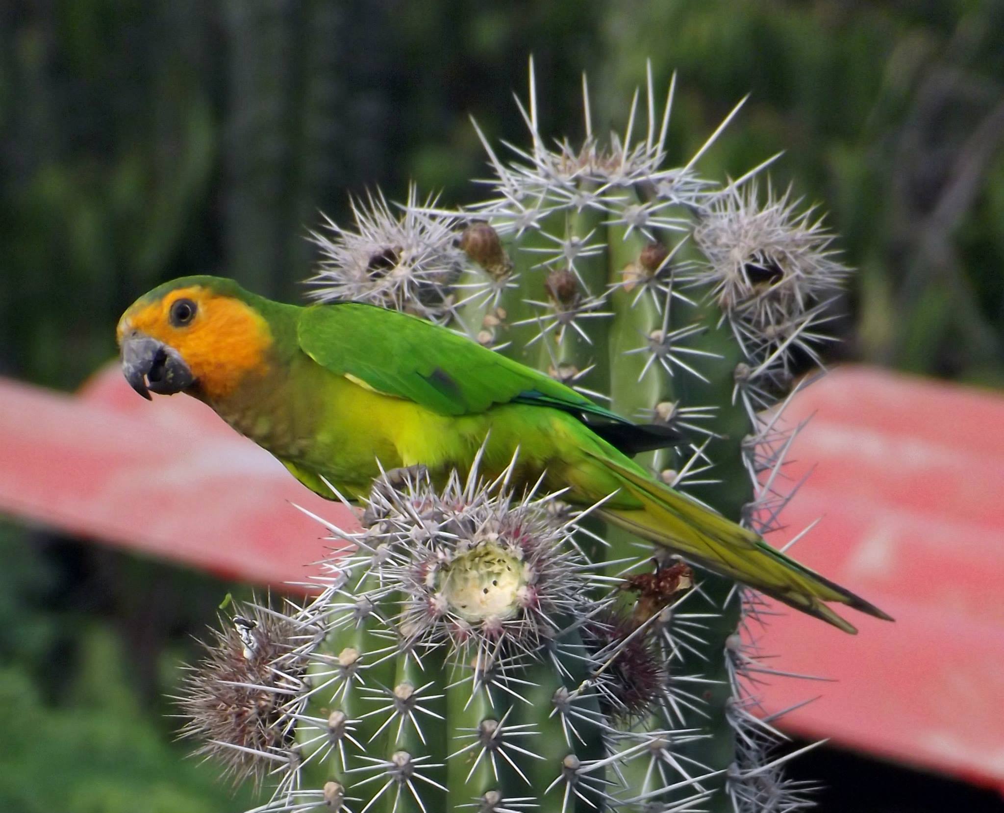 639. Ode to Papiamentu by Philip A. Rademaker | 1000 Awesome Things ...