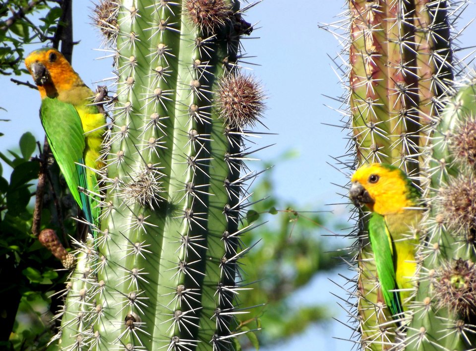 639. Ode to Papiamentu by Philip A. Rademaker | 1000 Awesome Things ...