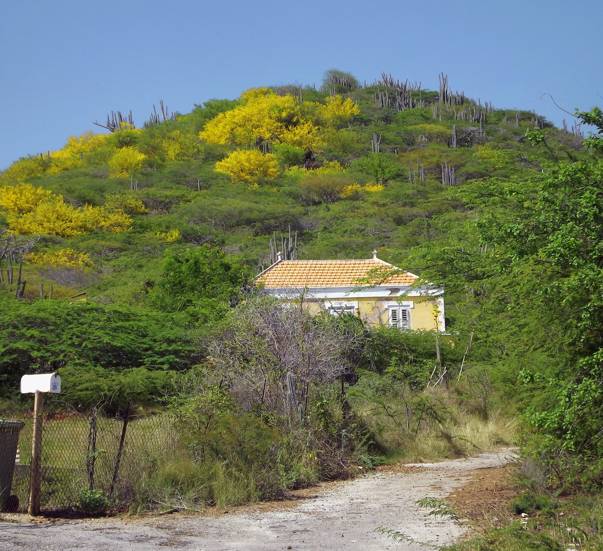 639. Ode to Papiamentu by Philip A. Rademaker | 1000 Awesome Things ...